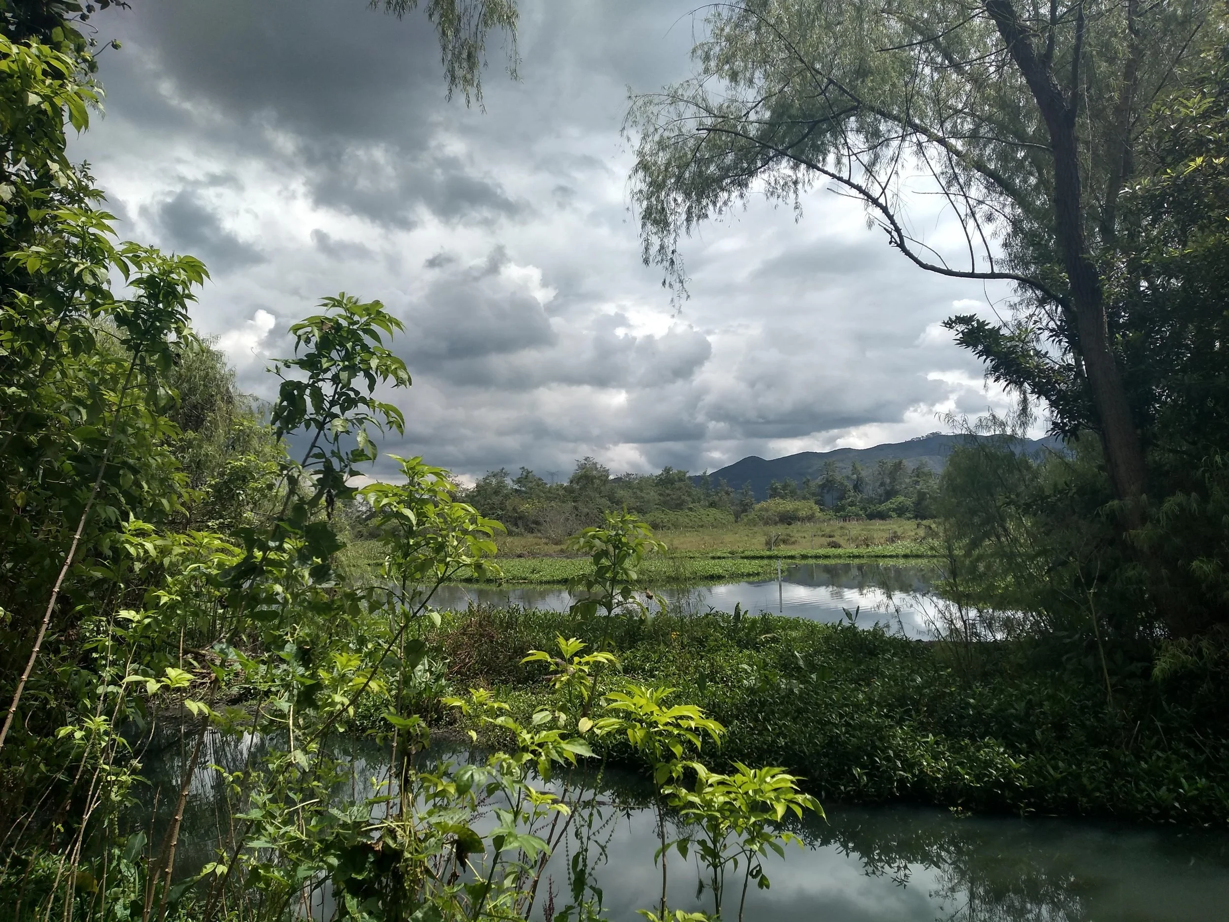 Nature-based solutions definition infographics — Conexus