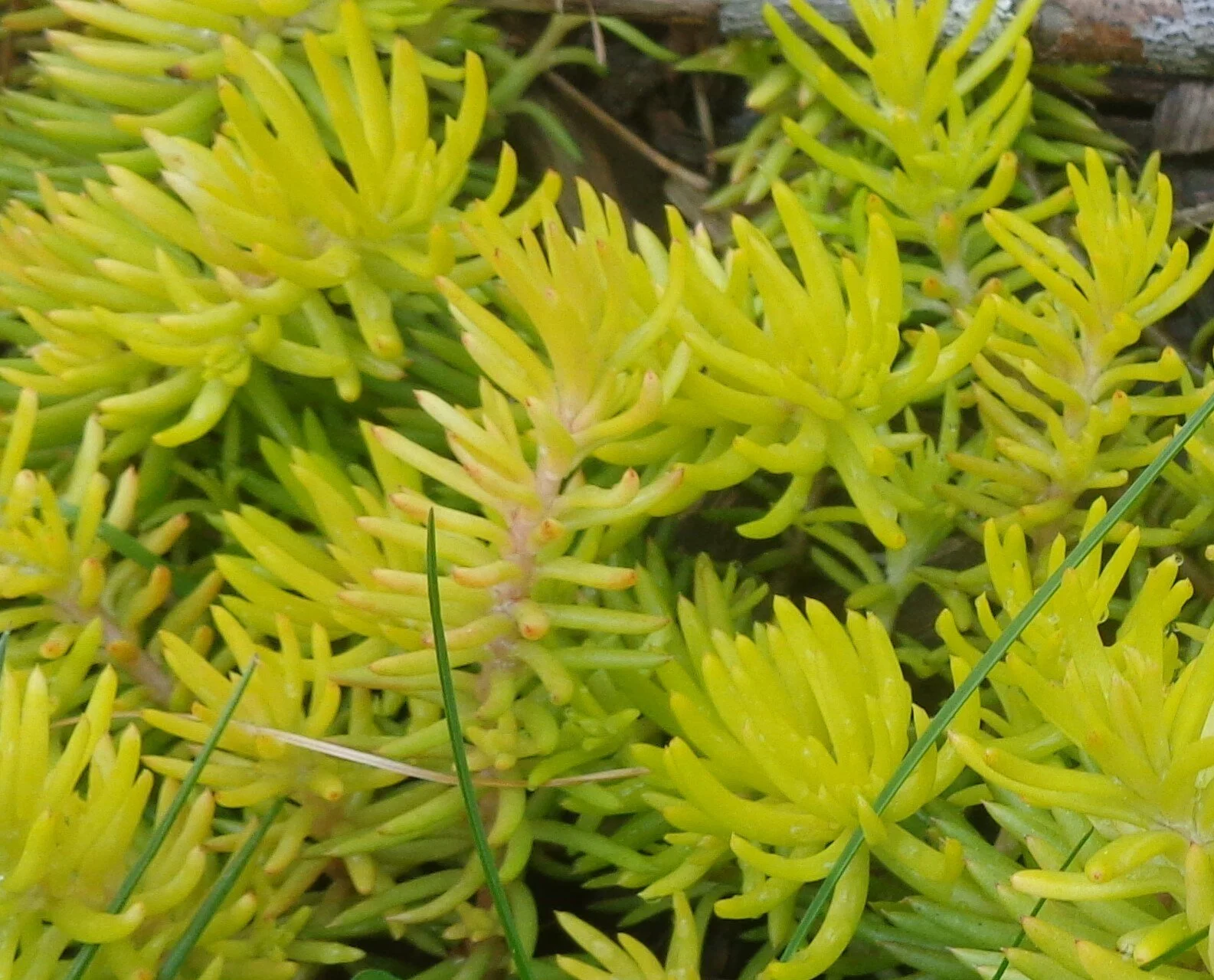 Sedum - Angelina (Sedum rupestre) — Buzz Generating Nursery
