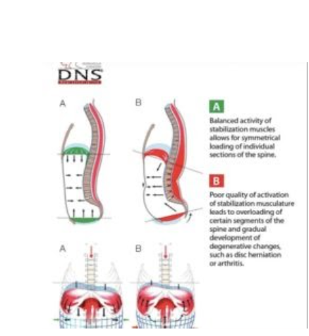 What is Dynamic Neuromuscular Stabilization (DNS)? — The Movement Lab