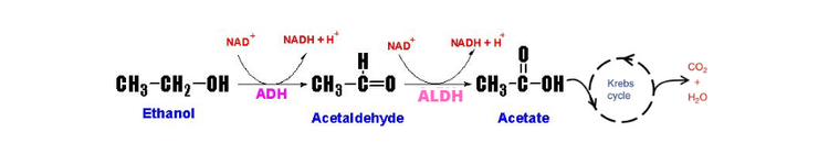 Why am I so Tired in Early Sobriety? (E33) — Sober Powered