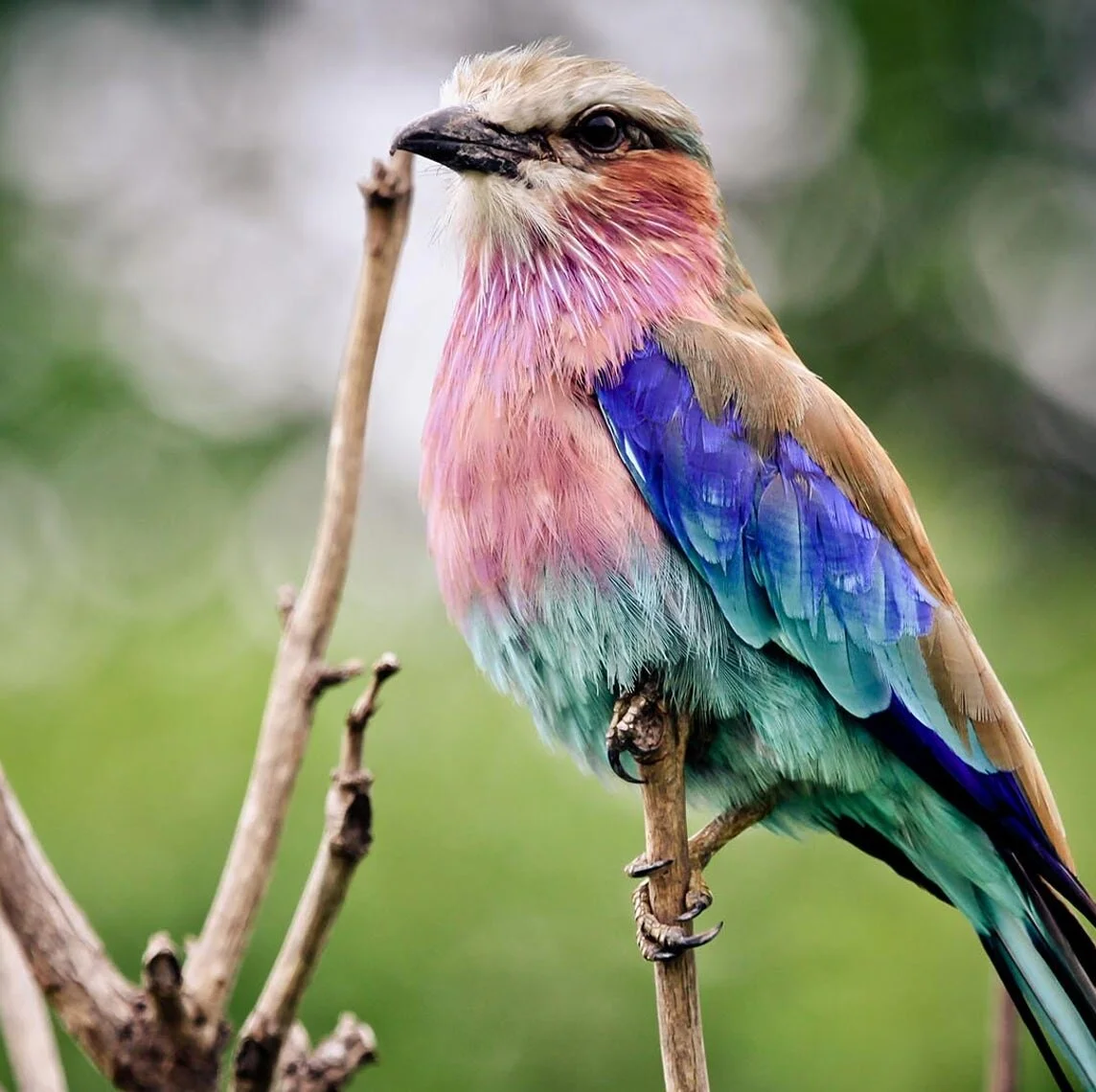 Birding in Tanzania & Uganda: An Ornithologist's Playground | Duma Explorer