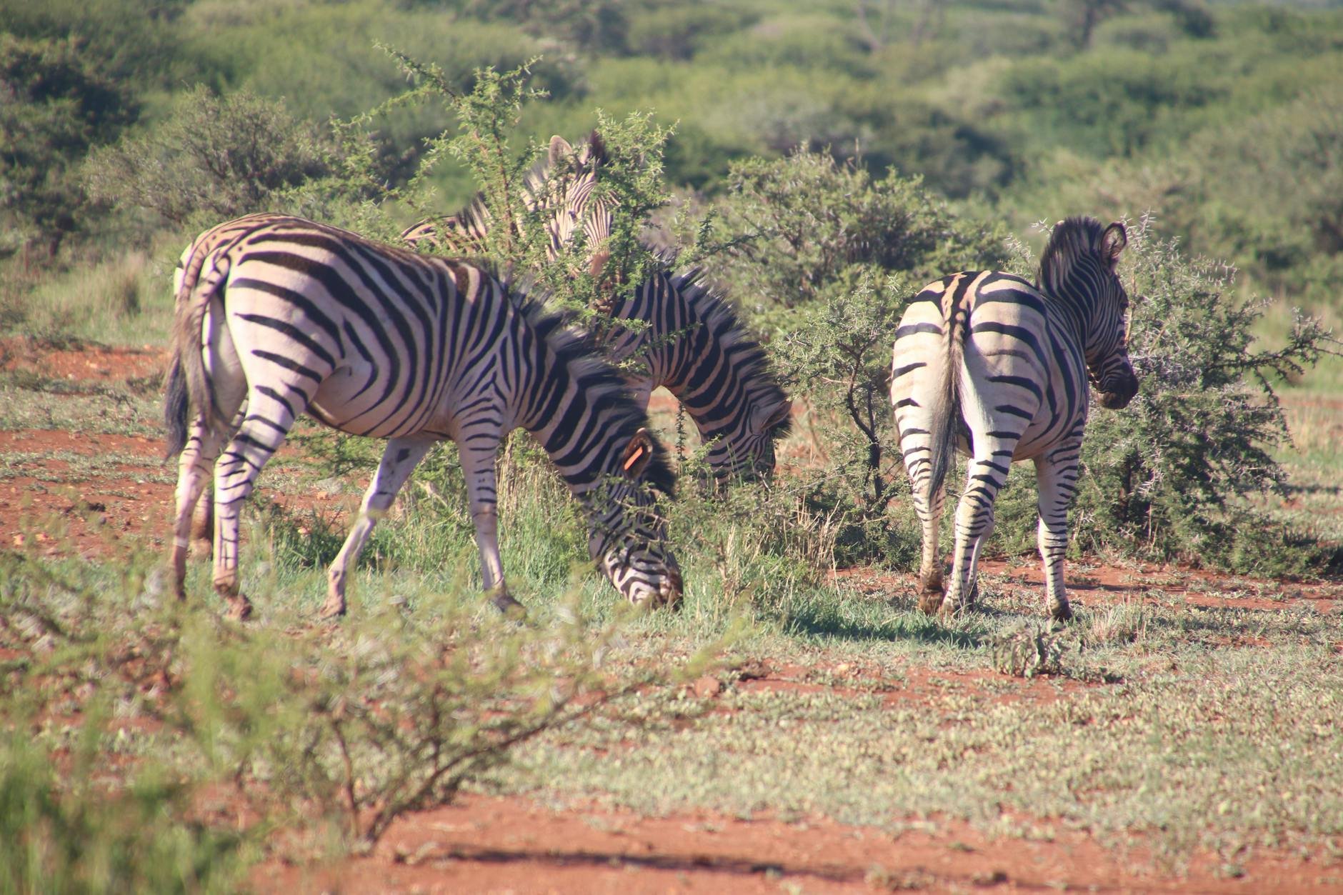 When to See the Great Migration: 2026 Safari Guide