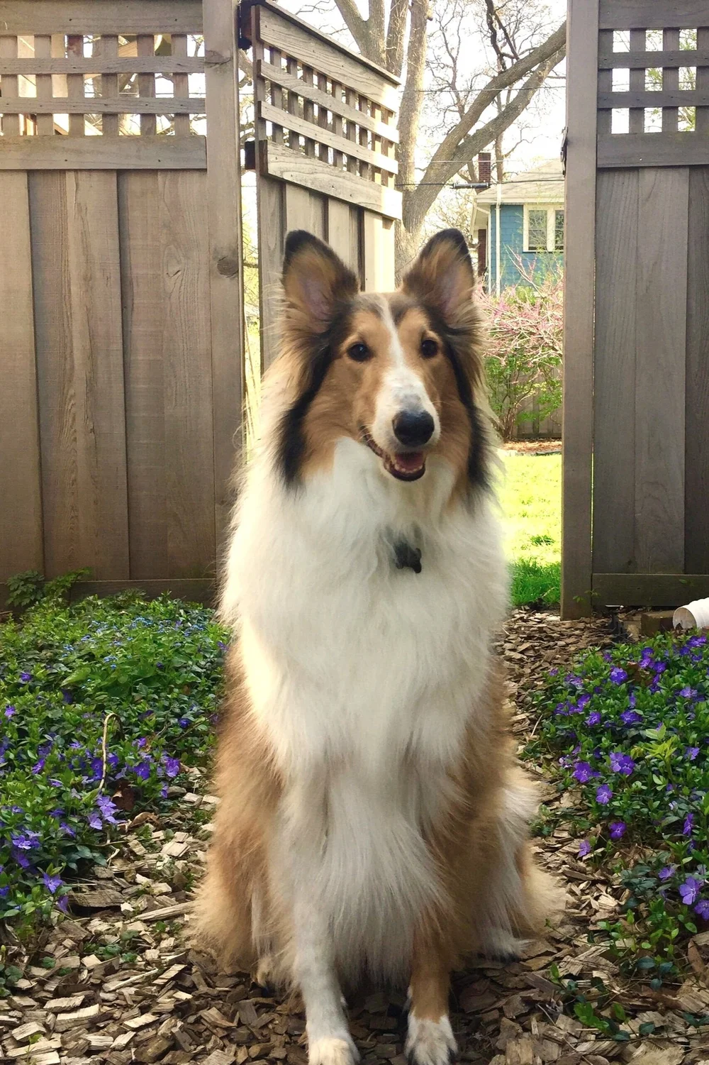 Home Visit Euthanasia Veterinary Veterinarian