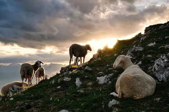 Luke 2:8-14 - MESSAGE | MEANING | REFLECTION — Daniel Ploof