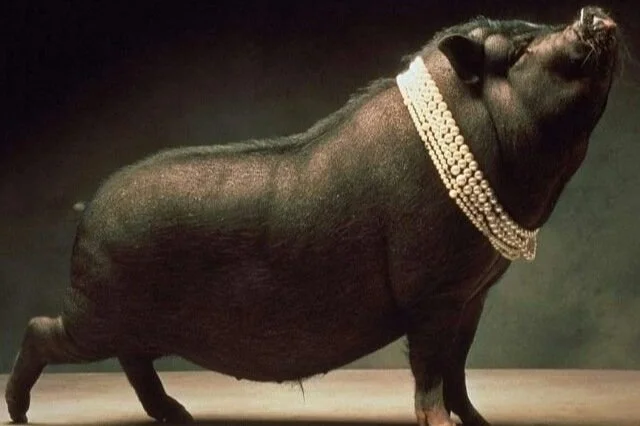 Matthew 7:6 - MESSAGE | MEANING | REFLECTION — Daniel Ploof