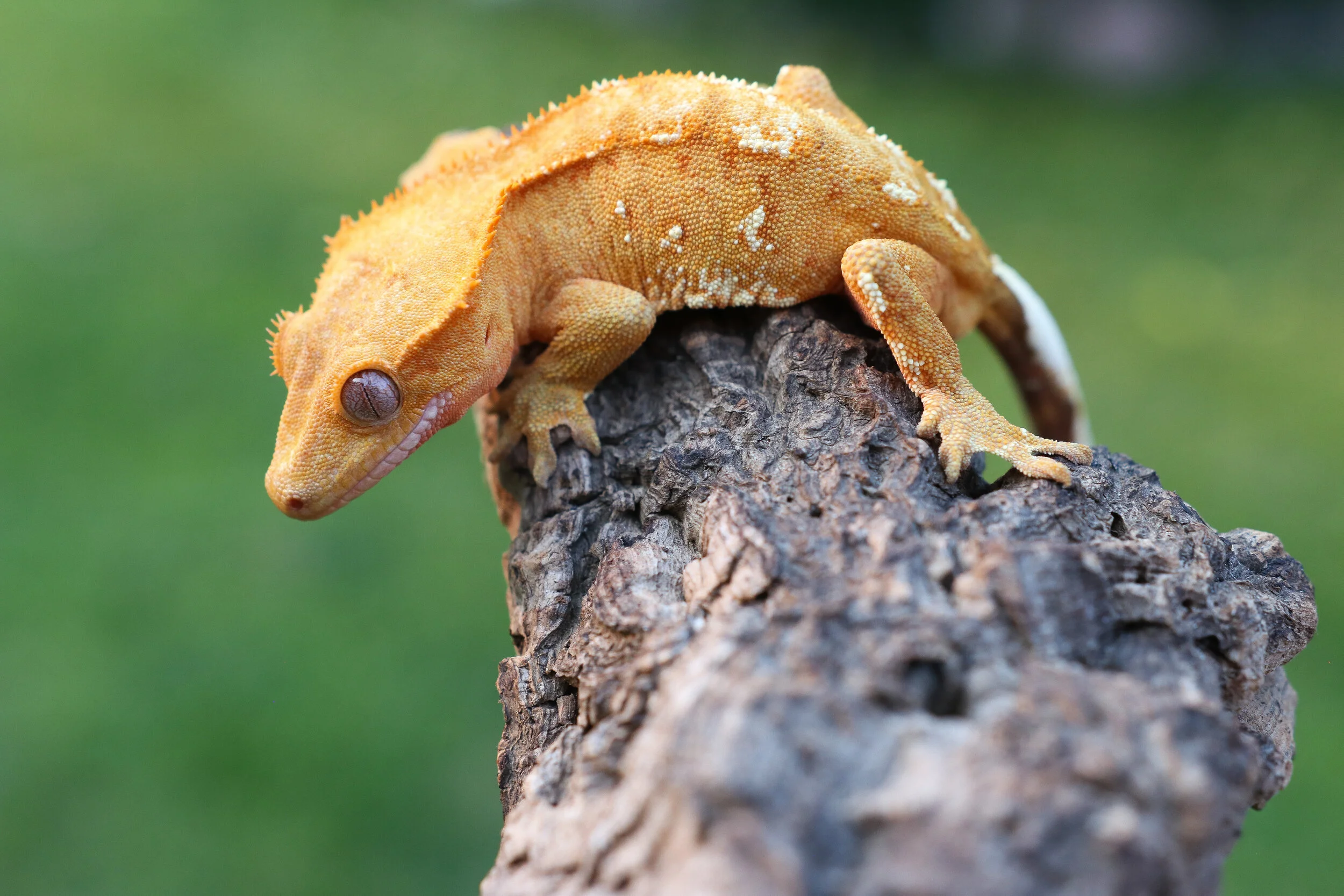 Male Crested Geckos — Celestial Exotics