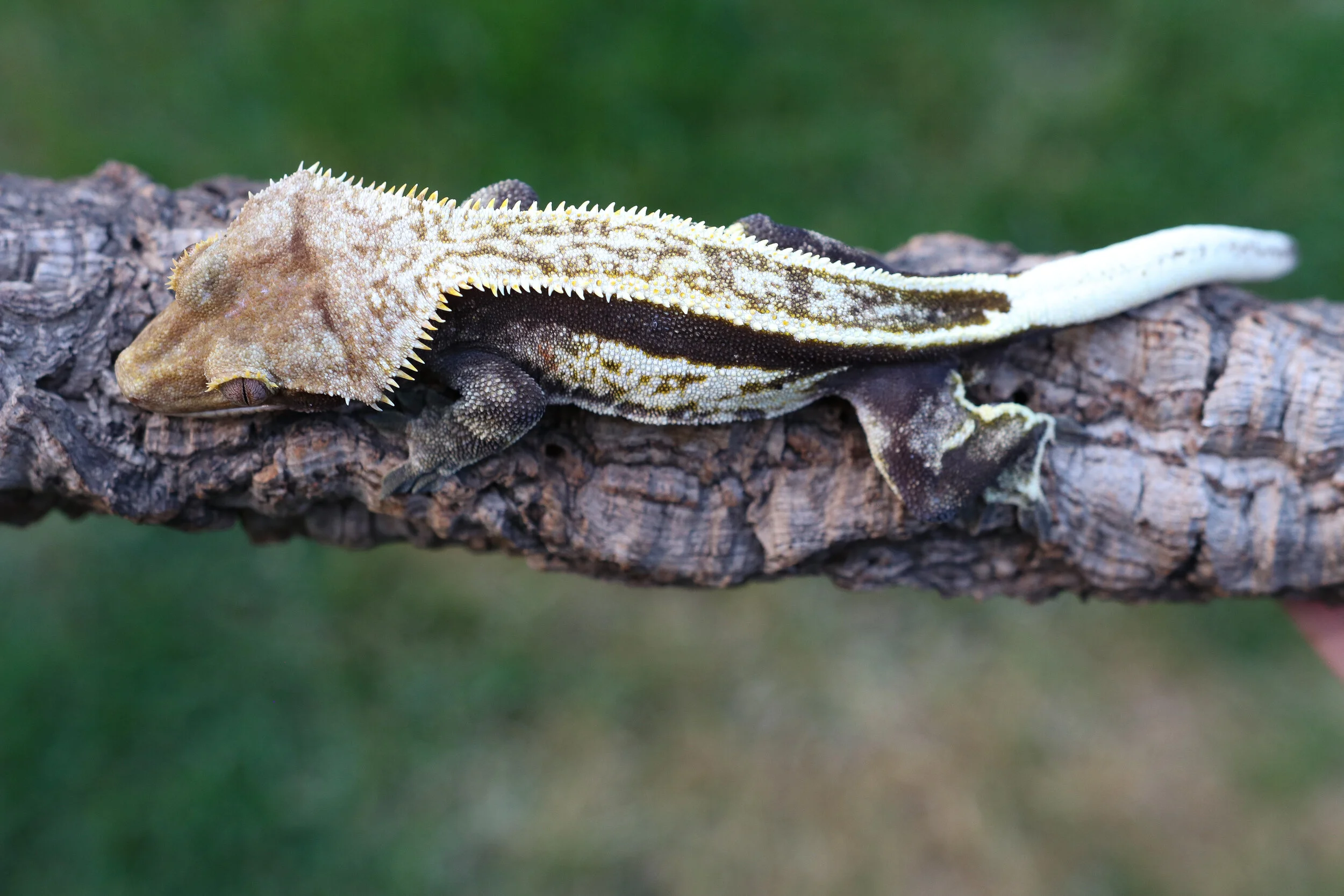 Male Crested Geckos — Celestial Exotics