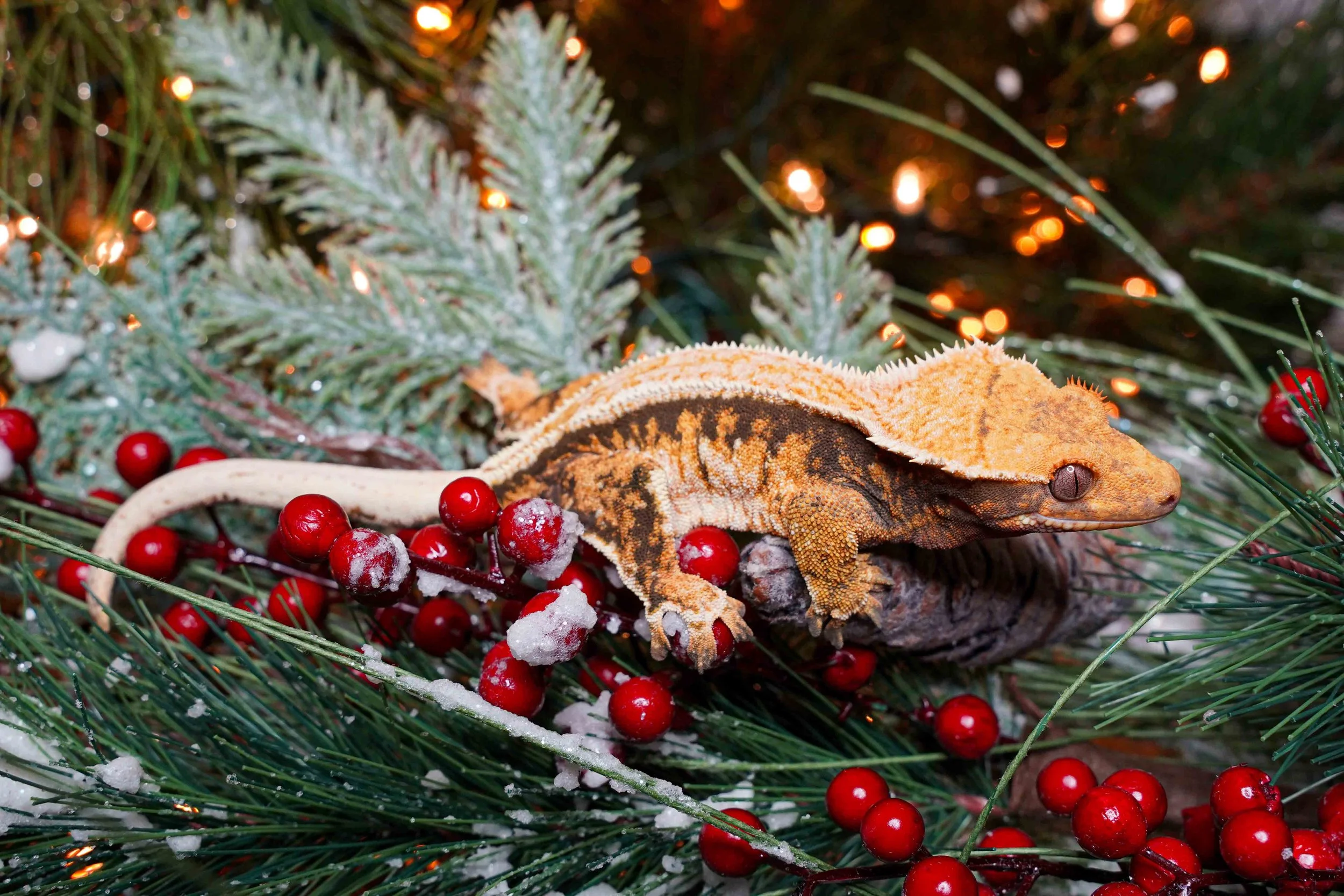 Female Crested Geckos — Celestial Exotics