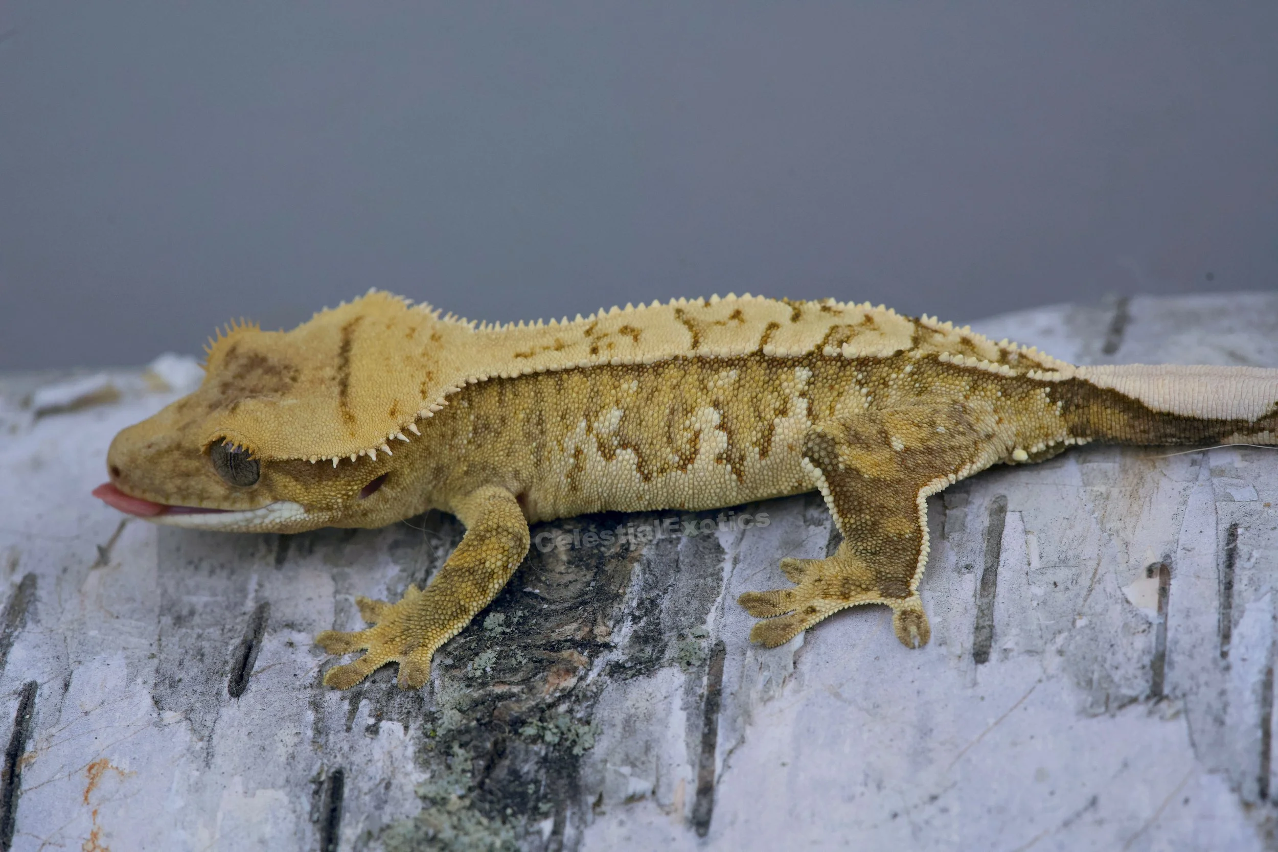 Male Crested Geckos — Celestial Exotics