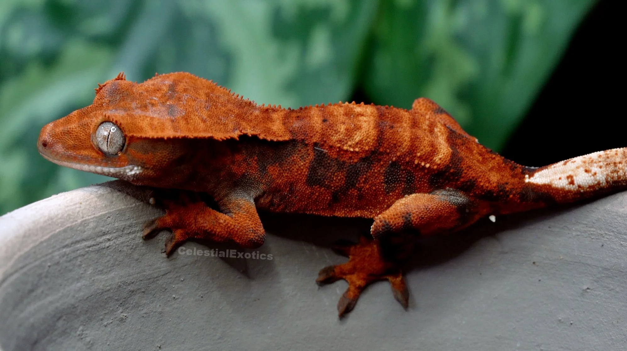 Male Crested Geckos — Celestial Exotics