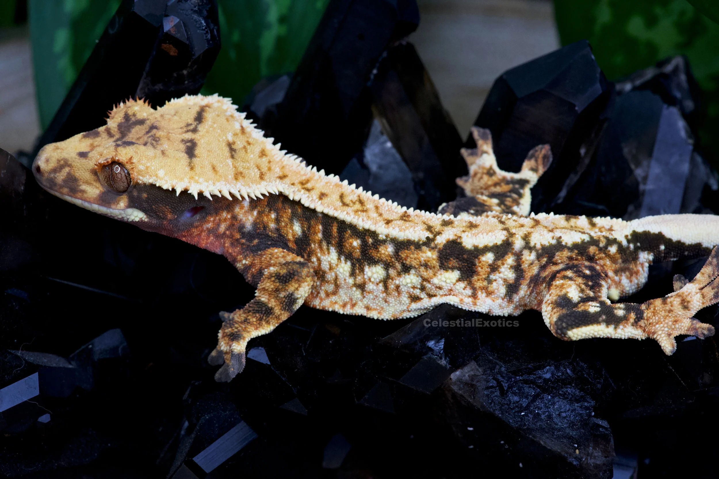 Male Crested Geckos — Celestial Exotics