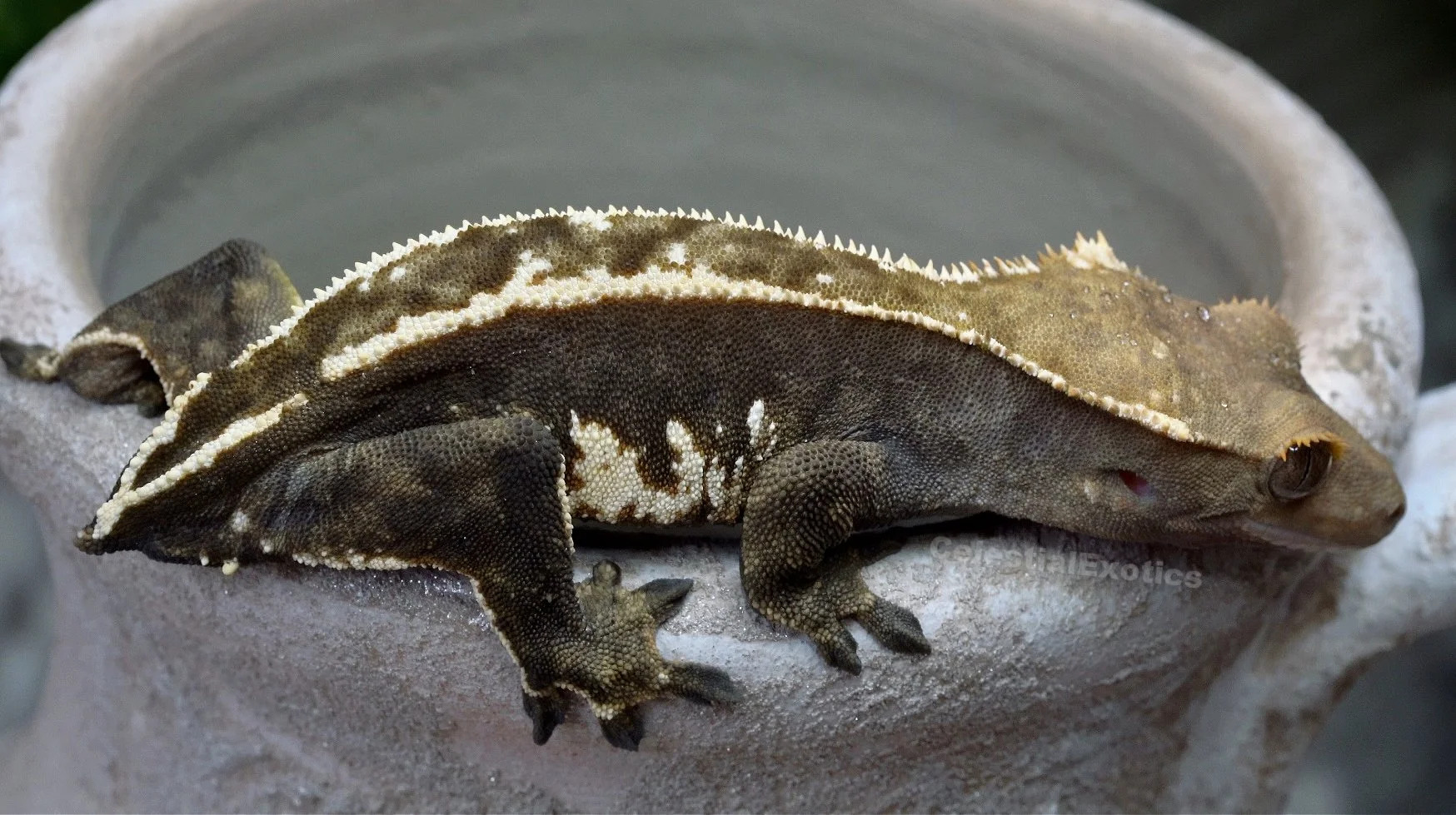 Female Crested Geckos — Celestial Exotics