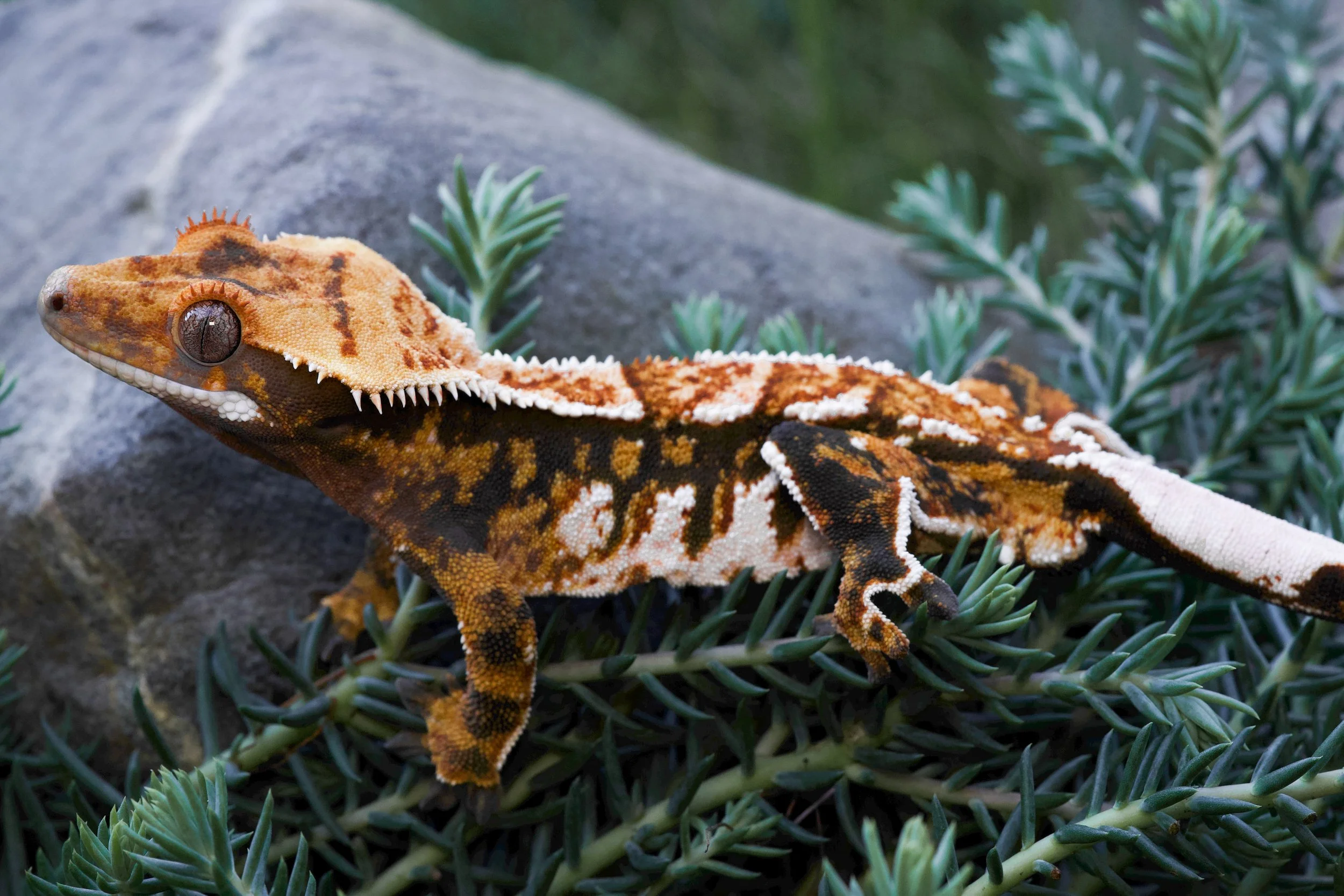 Male Crested Geckos — Celestial Exotics