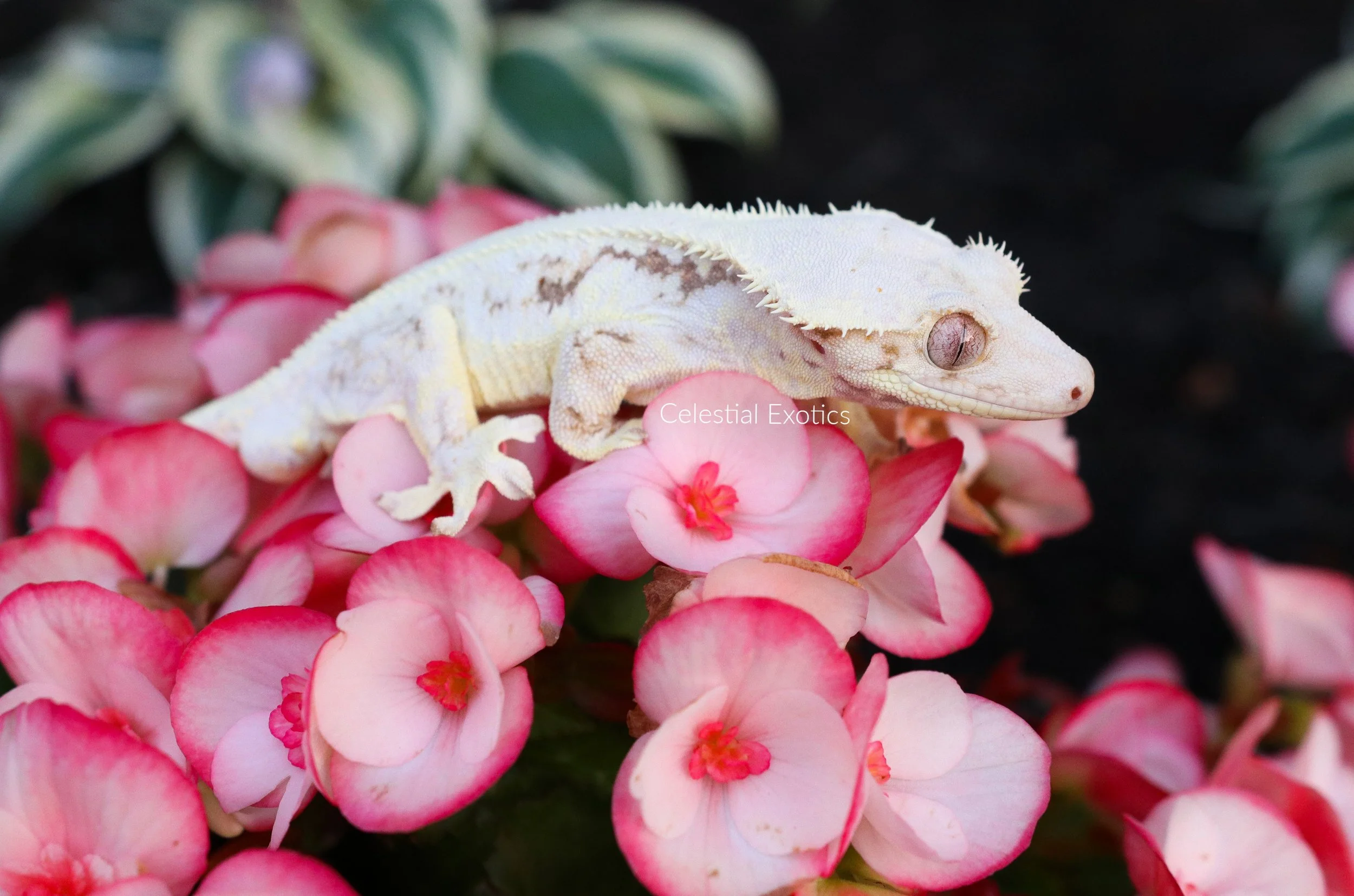 Pink Crested Gecko