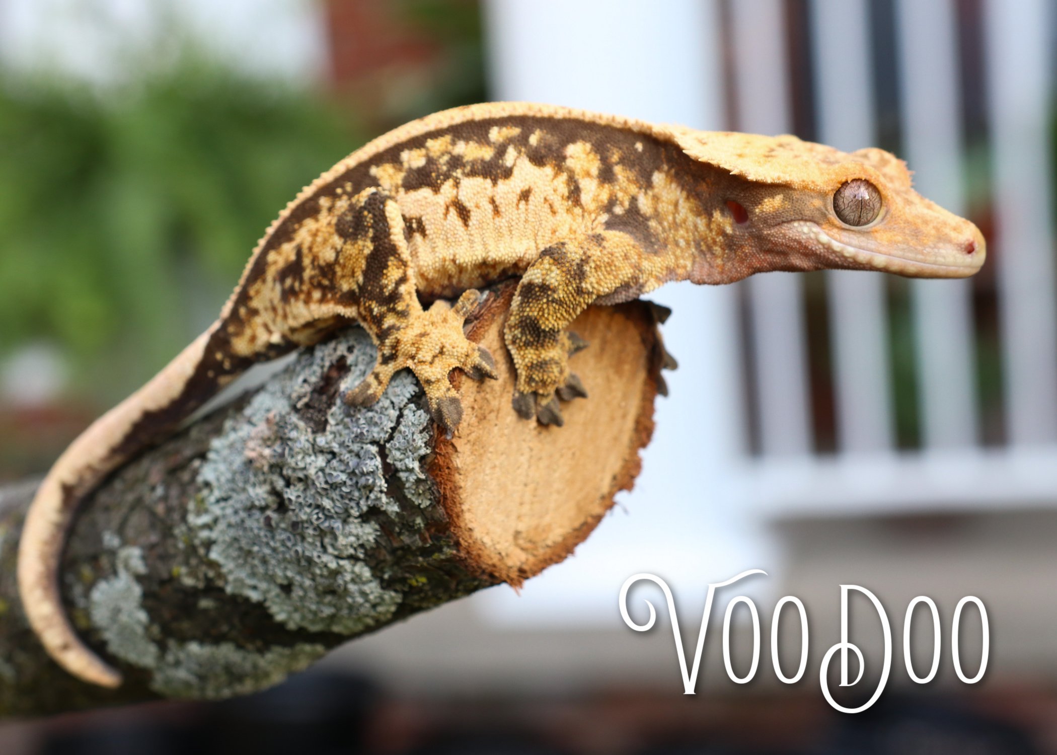 Female Crested Geckos — Celestial Exotics