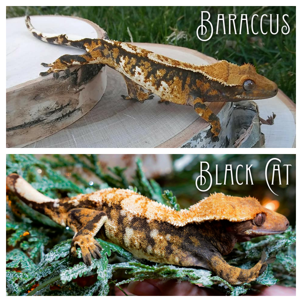 Loans — Celestial Exotics