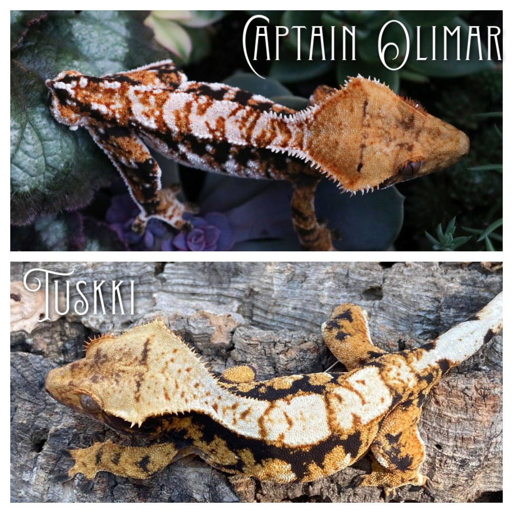 Loans — Celestial Exotics