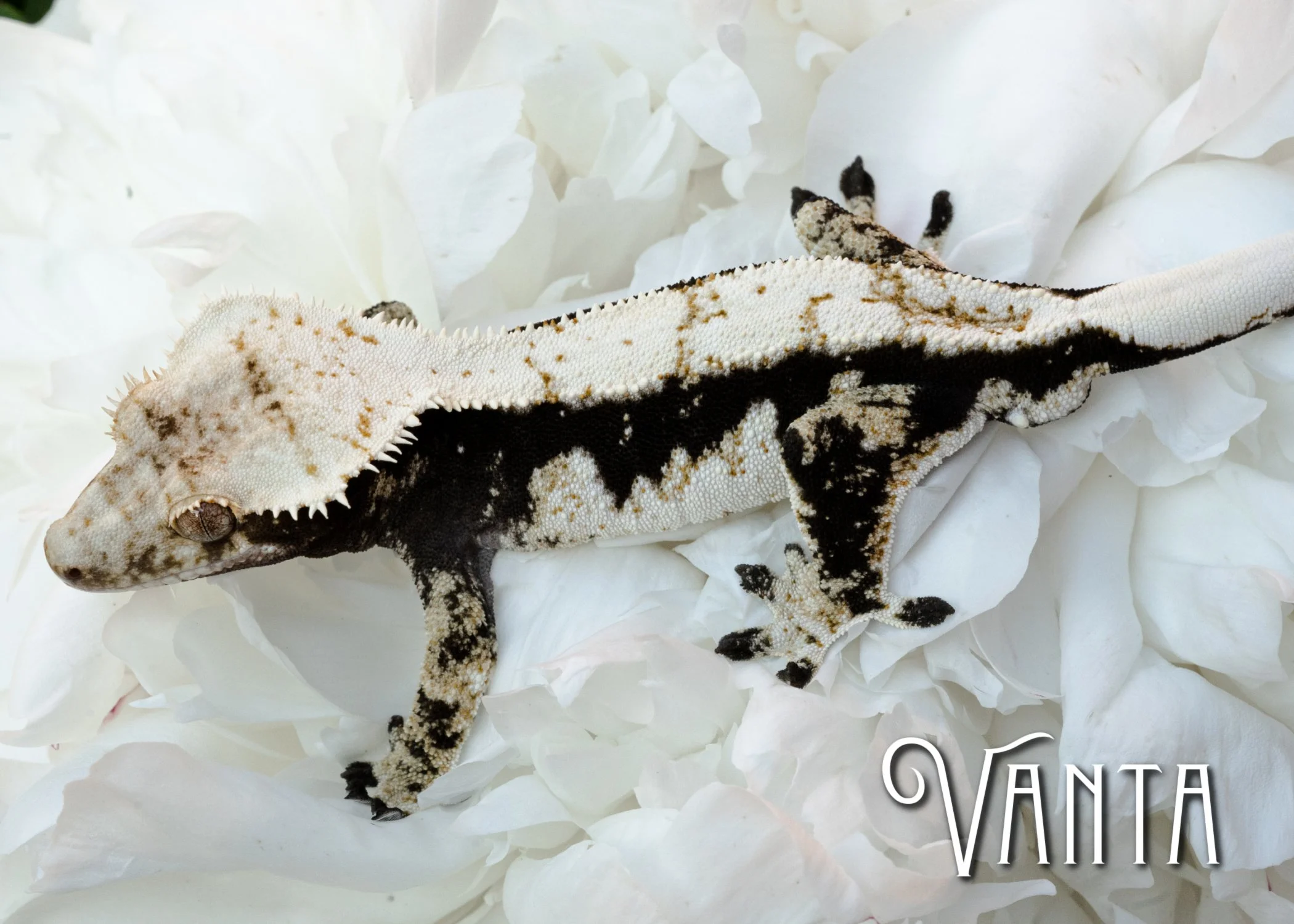 Male Crested Geckos — Celestial Exotics