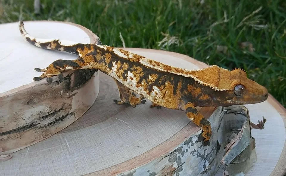 2021 - Baraccus x Miss Kitty — Celestial Exotics