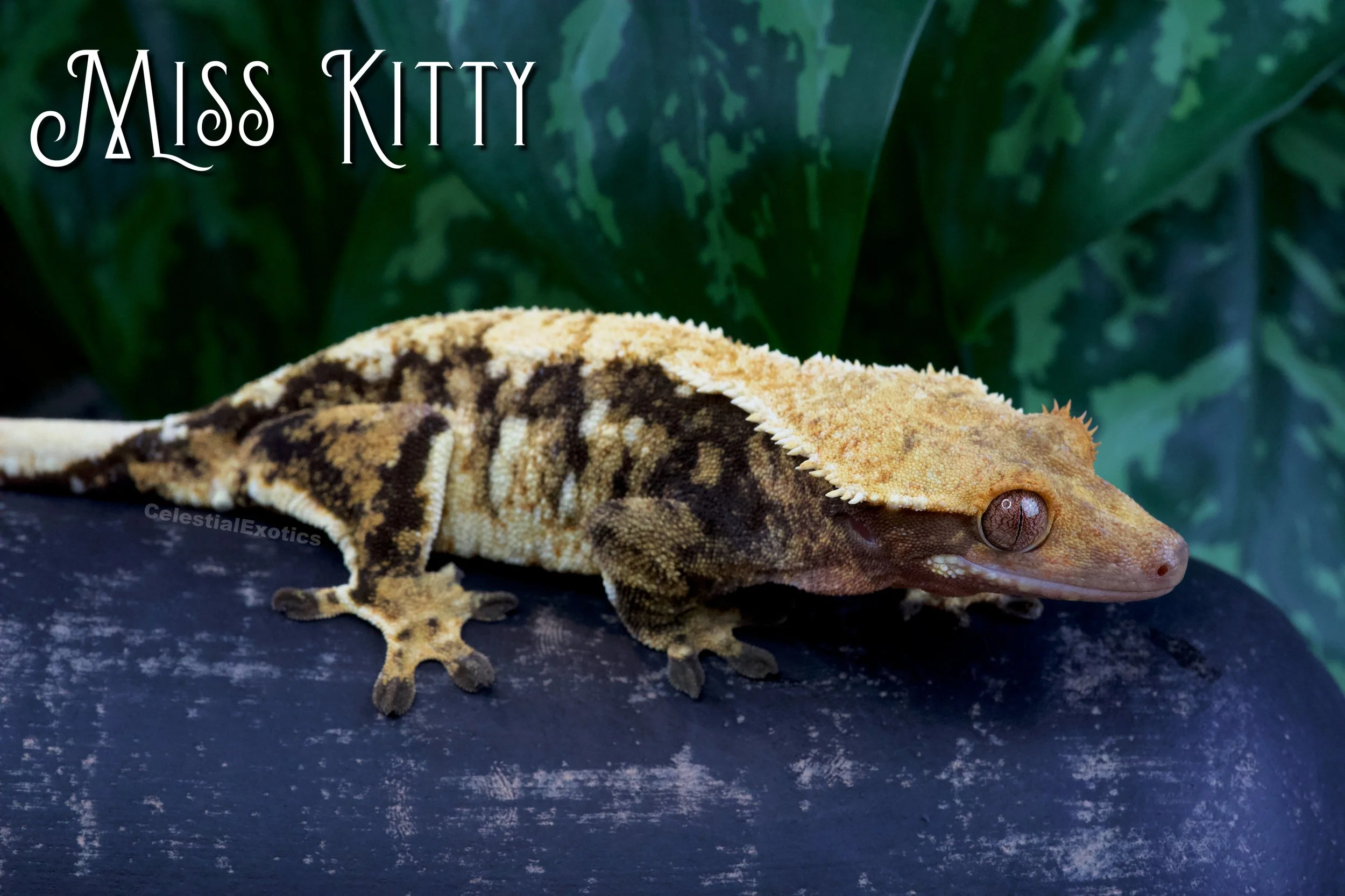 2021 - Baraccus x Miss Kitty — Celestial Exotics