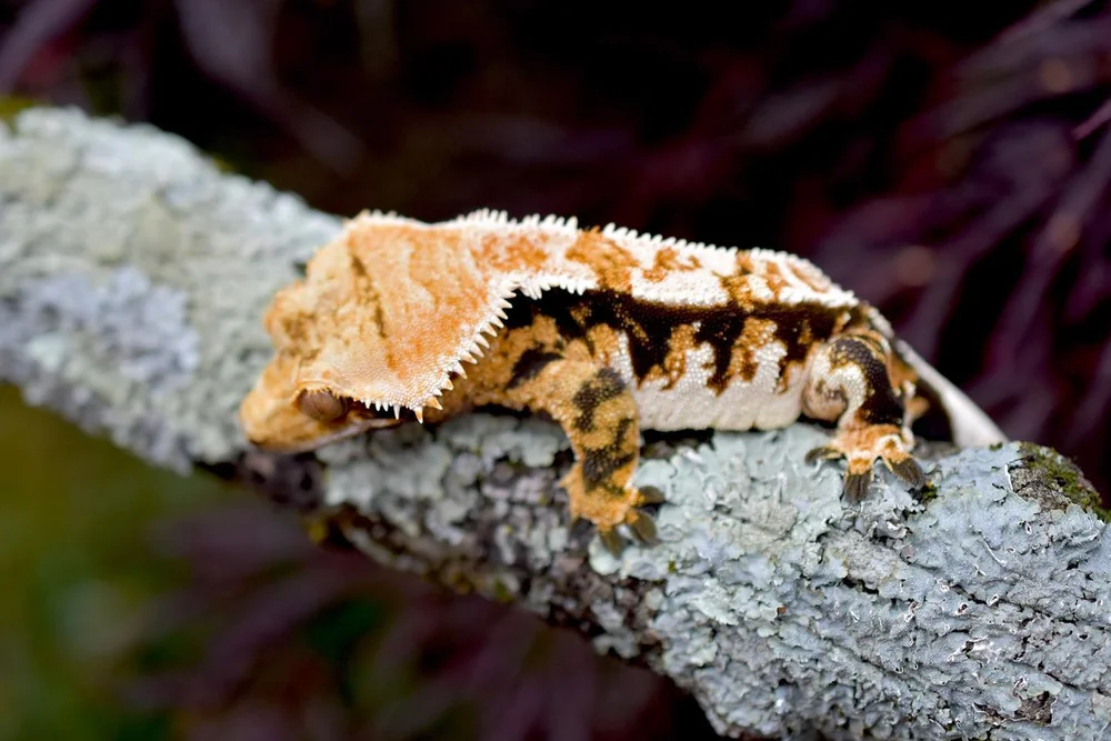 Caravaggio x Oracle | 2022 Loan Pair — Celestial Exotics