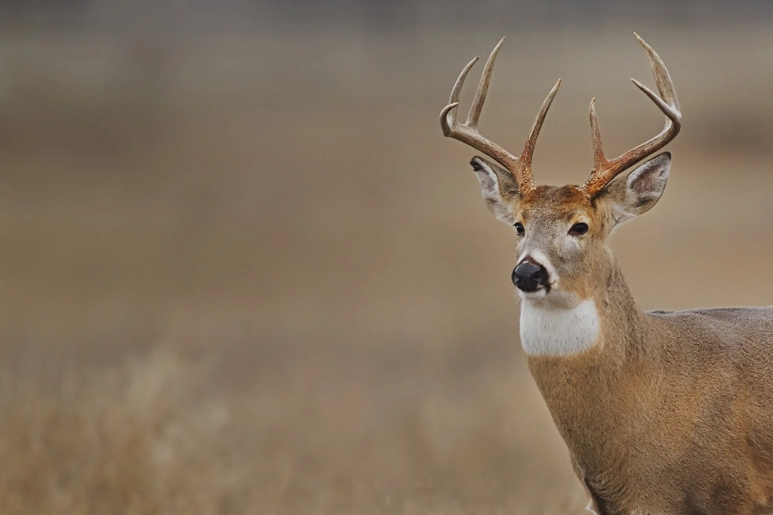 Montana Bucks and Ducks