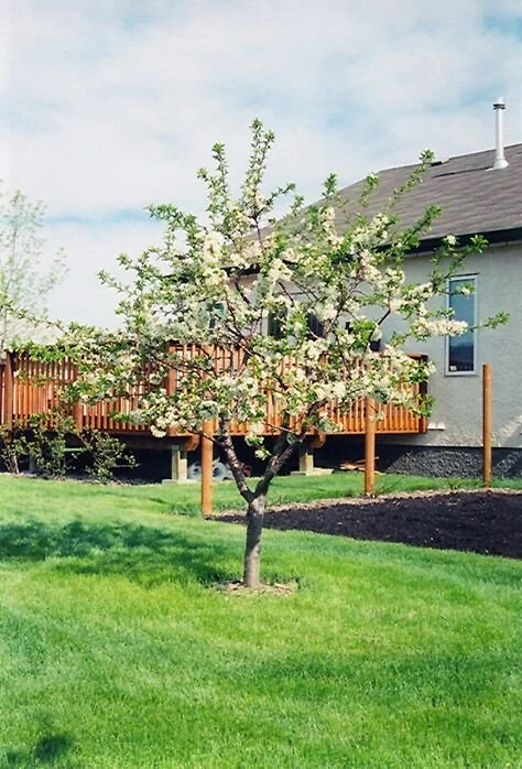 10 Trees That Are Perfect for Small Landscapes — The Curb Appeal Co.