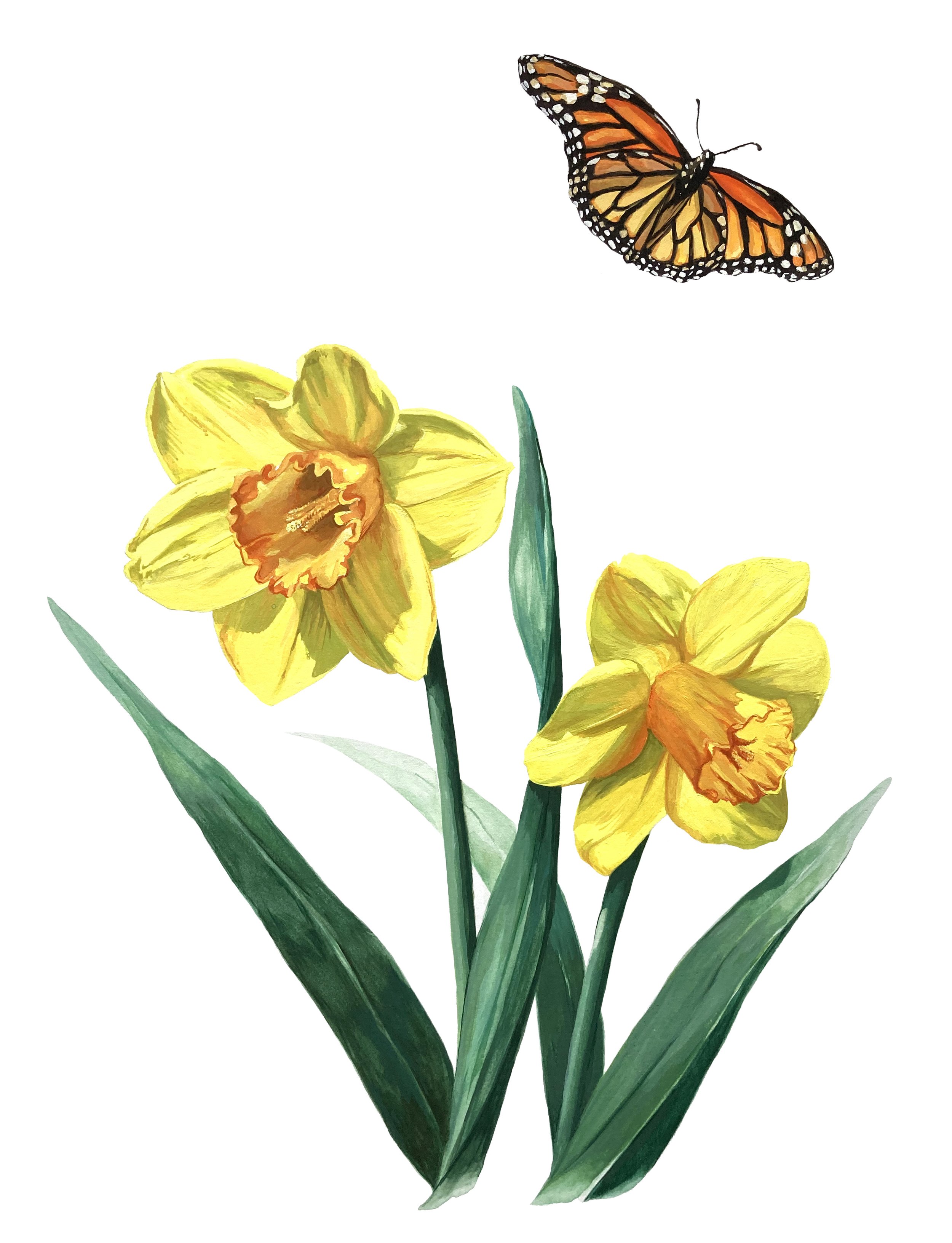 Painting Daffodils w/ Kristin Frost — Museum of Northwest Art