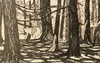 Draw The Forest: Preliminary Drawing Fundamentals for Plein Air ...