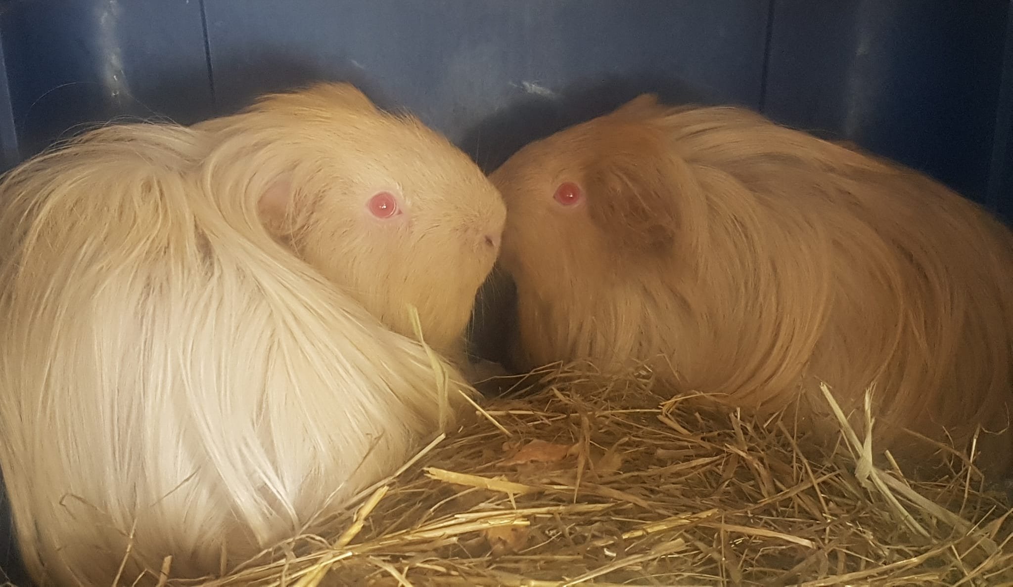 Price List — Swift Small Animal Courier