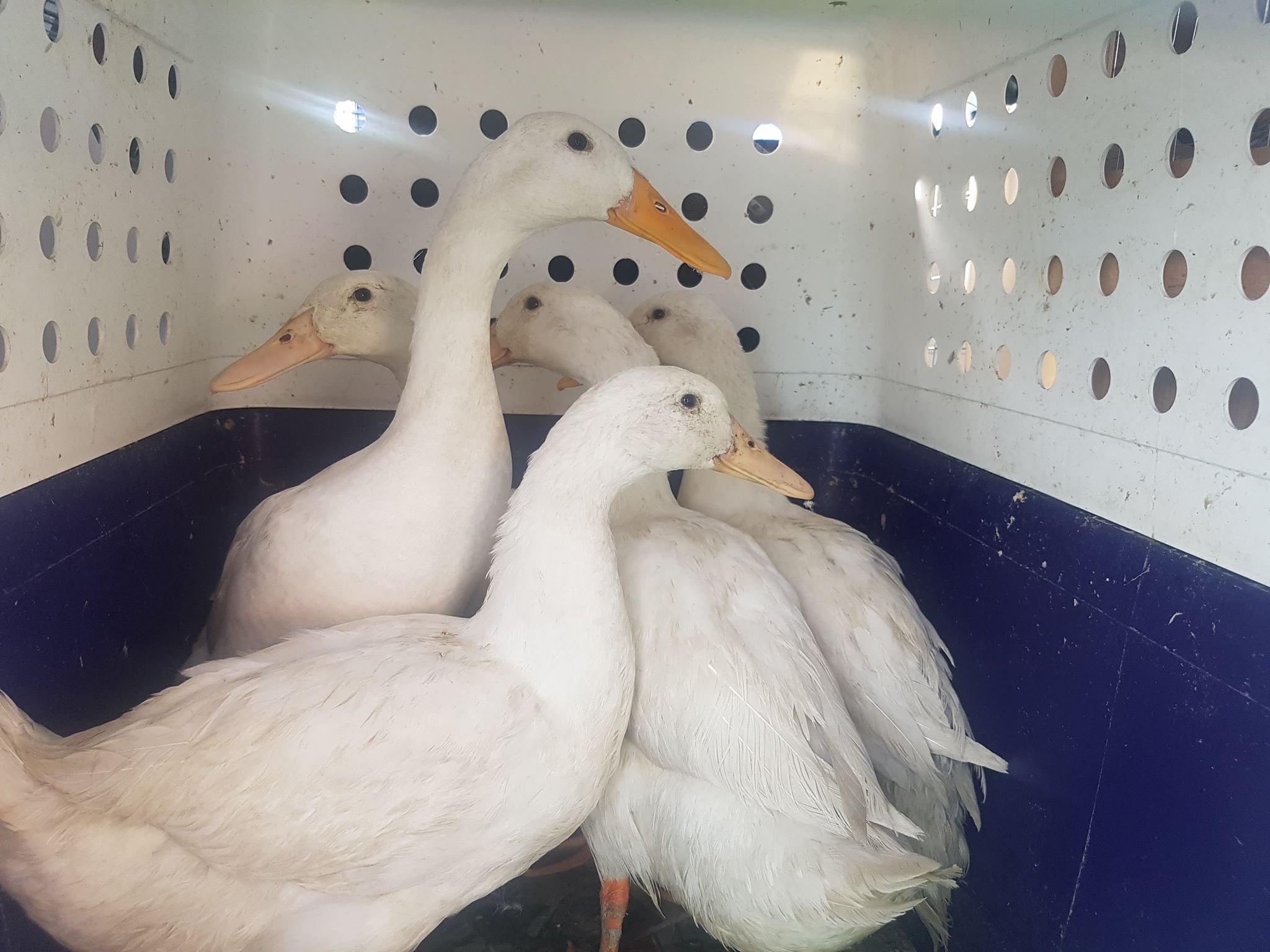 Price List — Swift Small Animal Courier