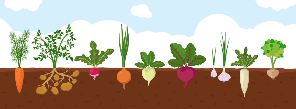 Daylight Veggie Patch Portfolio — Daylight Centre