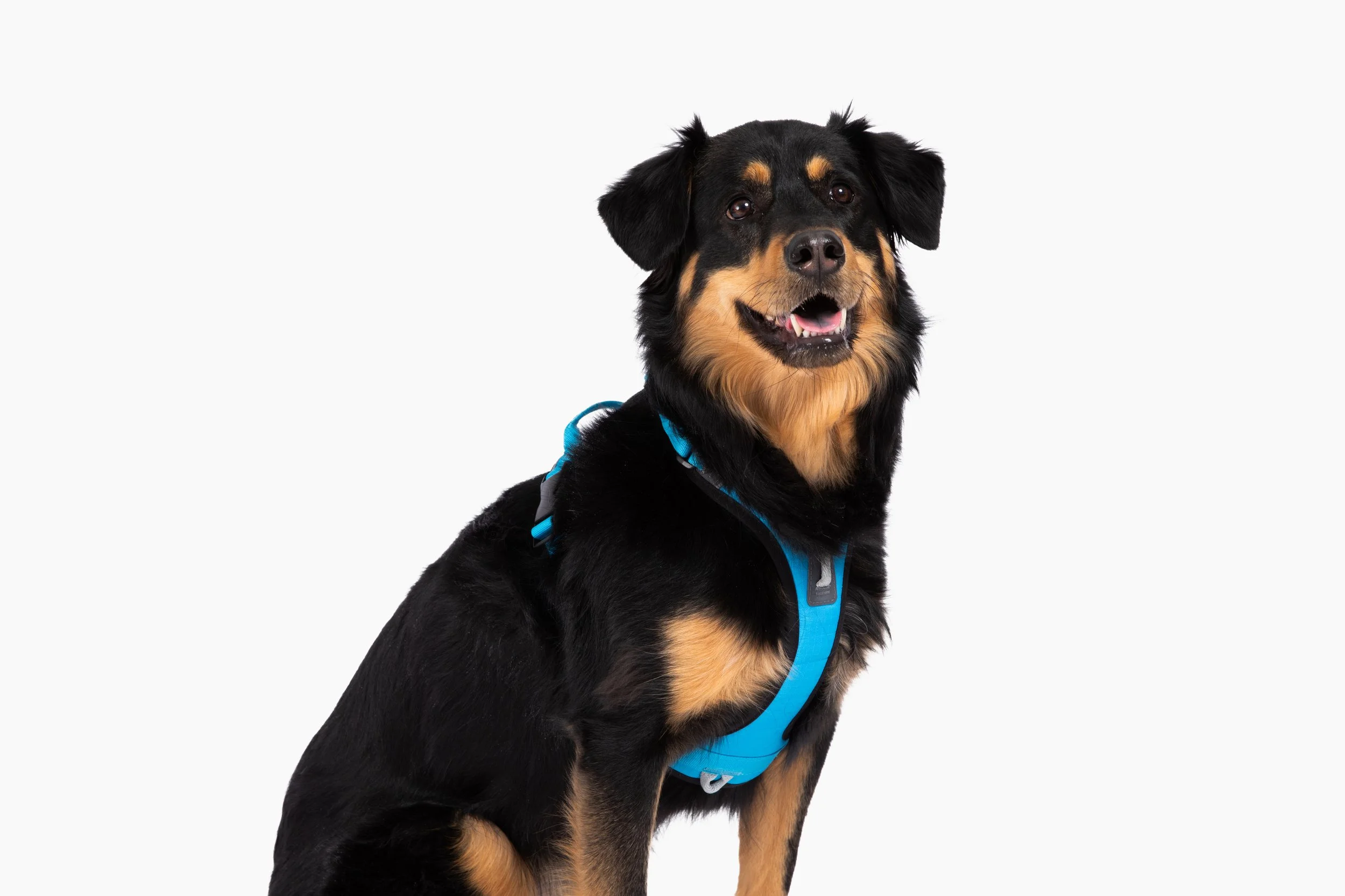 ShawnCo | Original Best Selling Essential Harness| No-Pull Harness