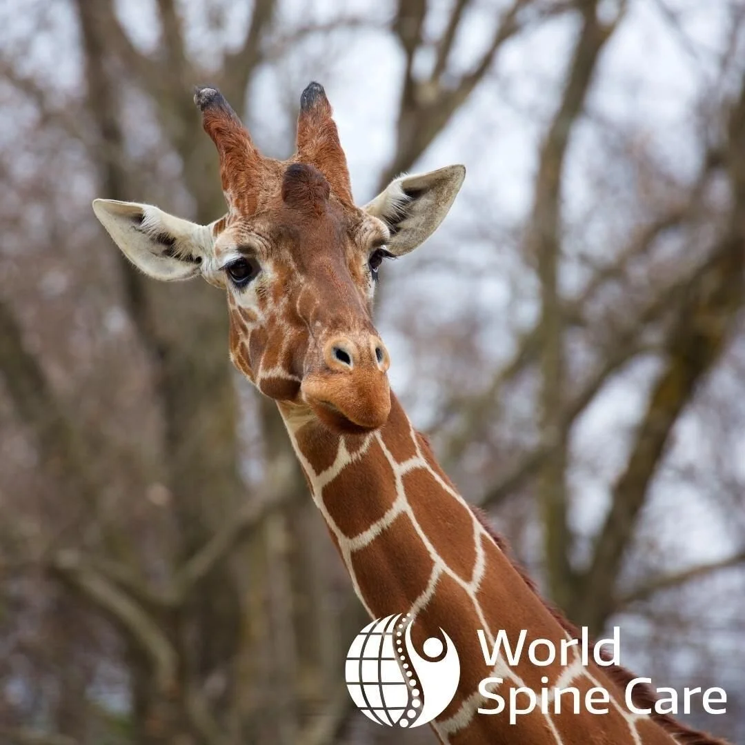 Links | World Spine Care