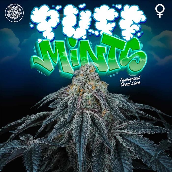 Weed Laced With Angel Dust
