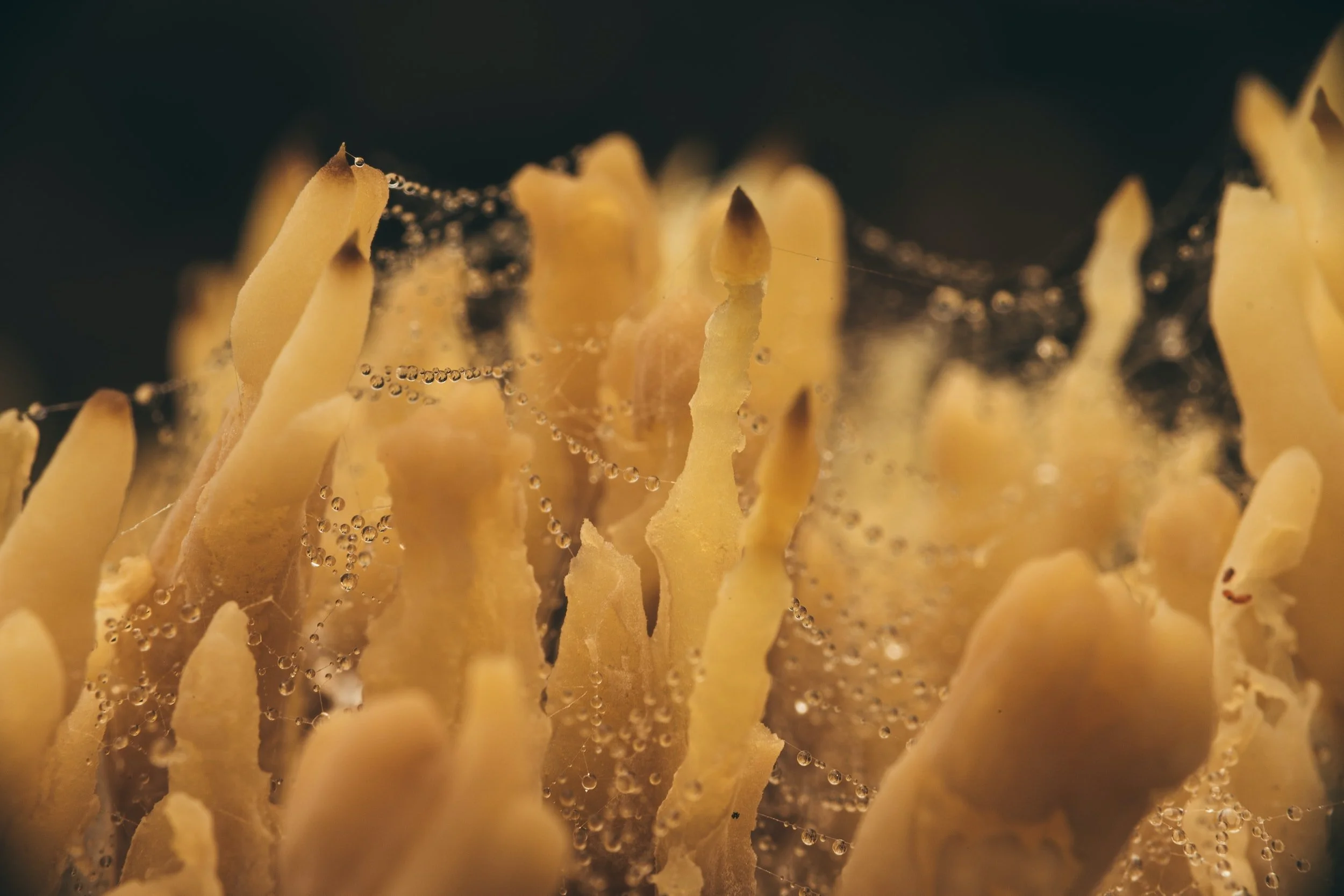 Why Mycorrhizal Fungi is Important for growing, soil, and the ...