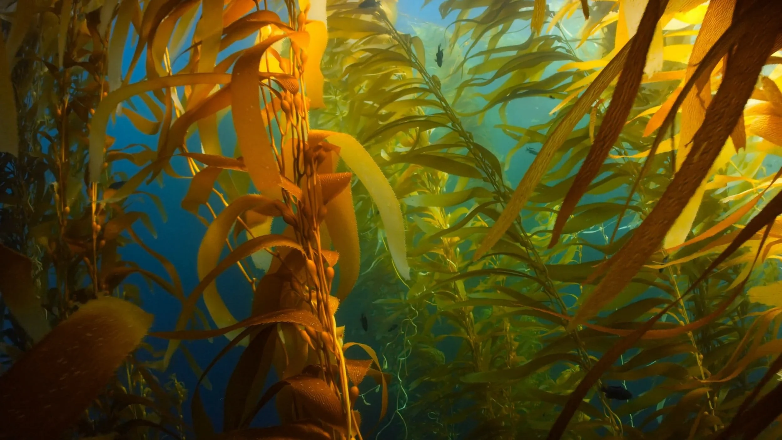 Regenerative Ocean Farming for a Healthier Planet — Regenerative ...