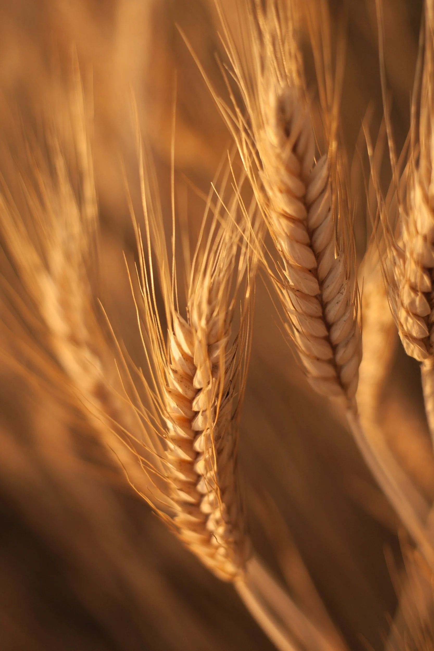 How are Regenerative grains different from conventional? — Regenerative ...