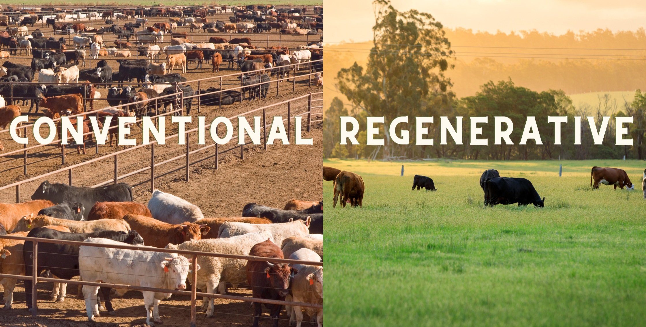 Everything you need to know about Regenerative Meat — Regenerative ...
