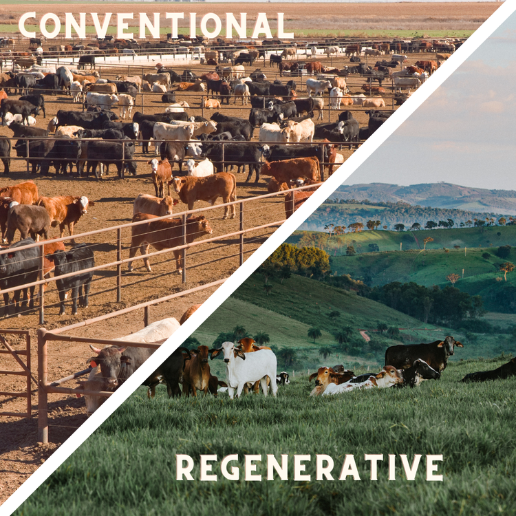 Regenerative Agriculture | What is it and how can it save the planet ...