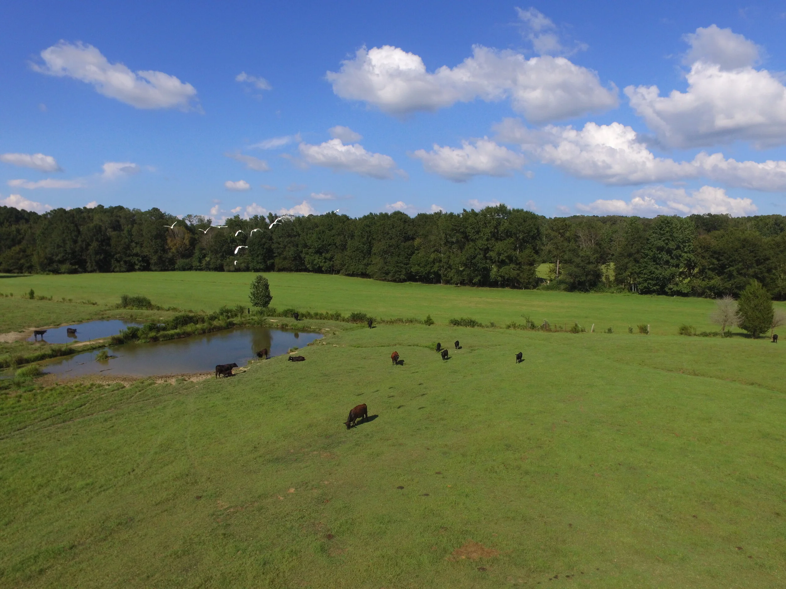 Persimmon Ridge Family Farm