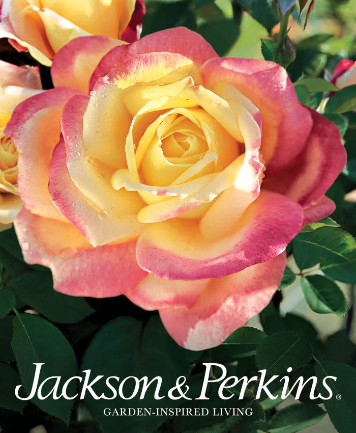 Jackson & Perkins Park Acquisitions, Inc.