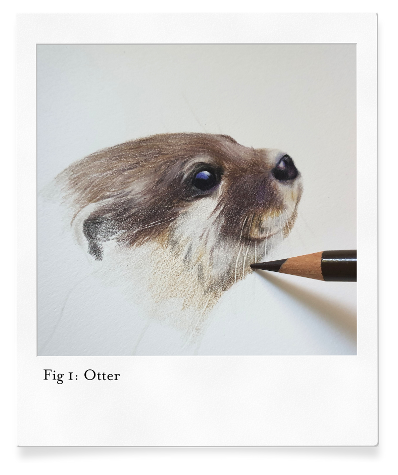 Otter: Realistic Wildlife Tutorial — Natalie Eslick