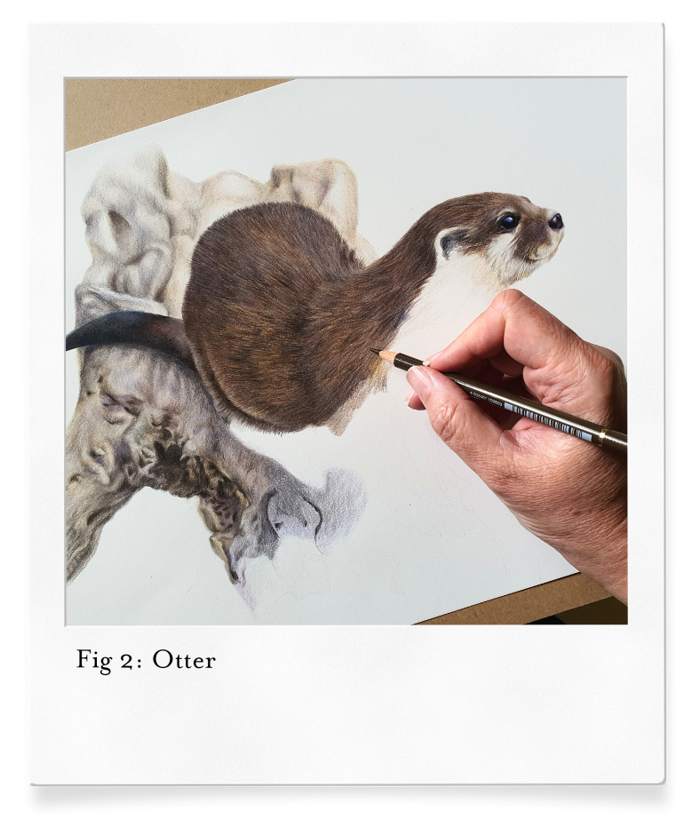 Otter: Realistic Wildlife Tutorial — Natalie Eslick