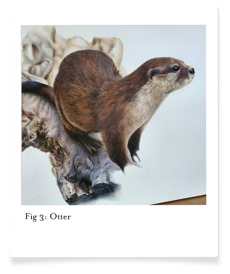 Otter: Realistic Wildlife Tutorial — Natalie Eslick