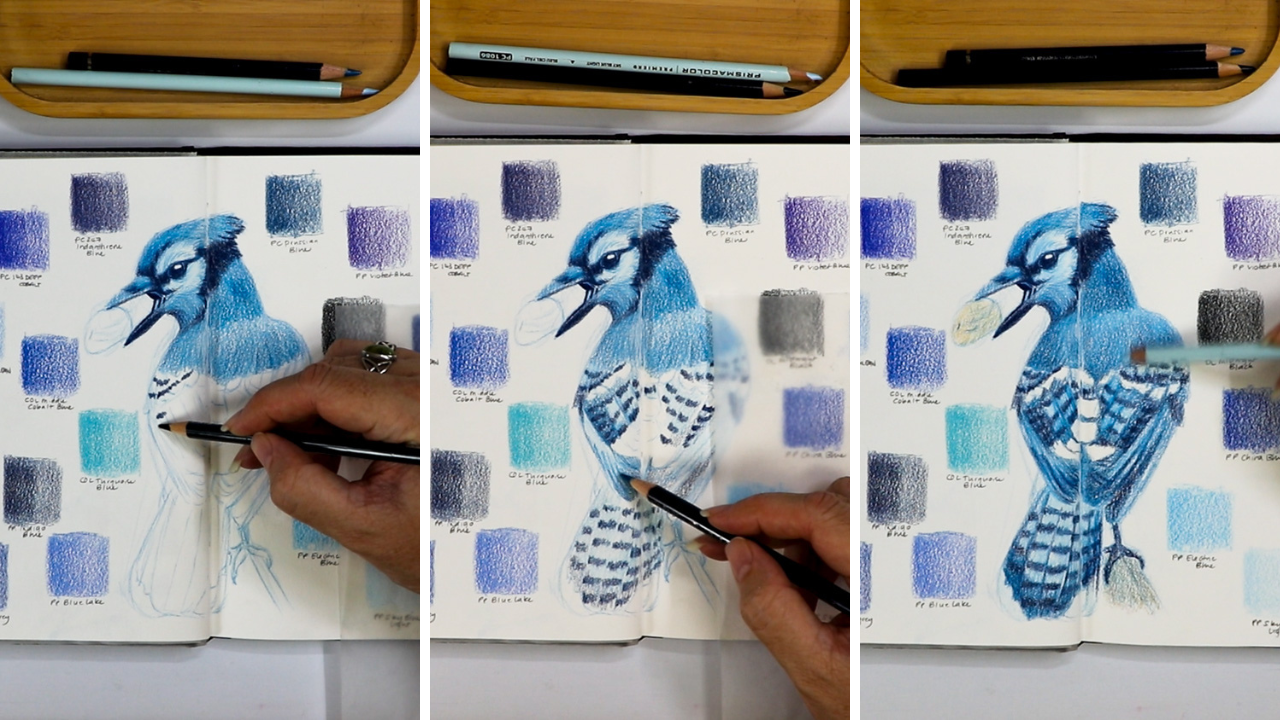 Blue Jay Colour Study - Finding Joy in Wildlife Art Through Colour ...