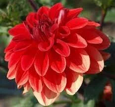 Test Shop — Greater Kansas City Dahlia Society