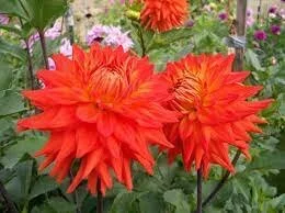 Test Shop — Greater Kansas City Dahlia Society