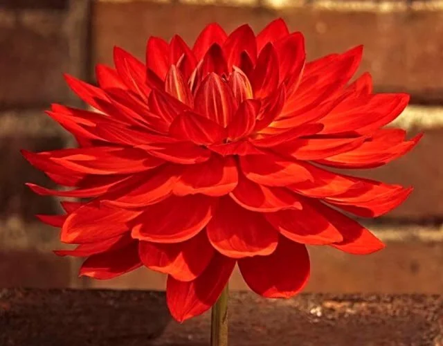 Test Shop — Greater Kansas City Dahlia Society