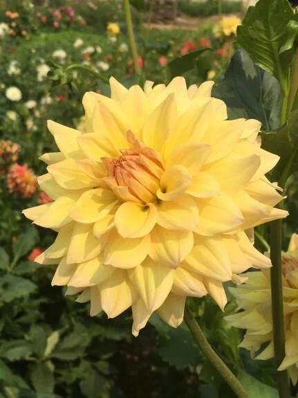Test Shop — Greater Kansas City Dahlia Society